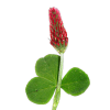 Fehér here mag (Trifolium repens) 10g / 100g - Vadvirágom